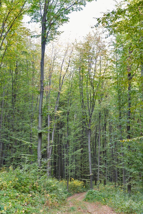 Carpathian Mountains Forest Landscape Stock Image - Image of journey ...