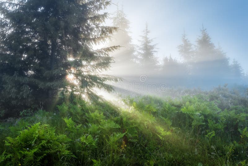 Carpathian Mountains. the Rays of the Rising Sun Streaming through the ...