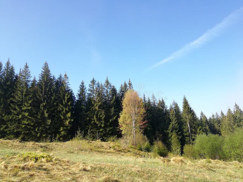 Valley in spring. stock image. Image of urkaine, nature - 115493131