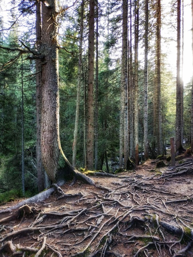 Carpatian Forest Goverla Mountain Light Stock Image - Image of light ...