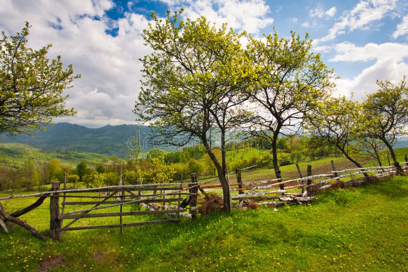 Carpatian Mountains at Spring Stock Photo - Image of floral, beautiful ...