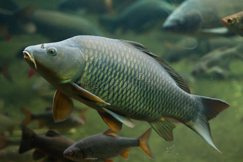 Carpe Commune Sauvage (Cyprinus Carpio) Photo stock - Image du natation ...