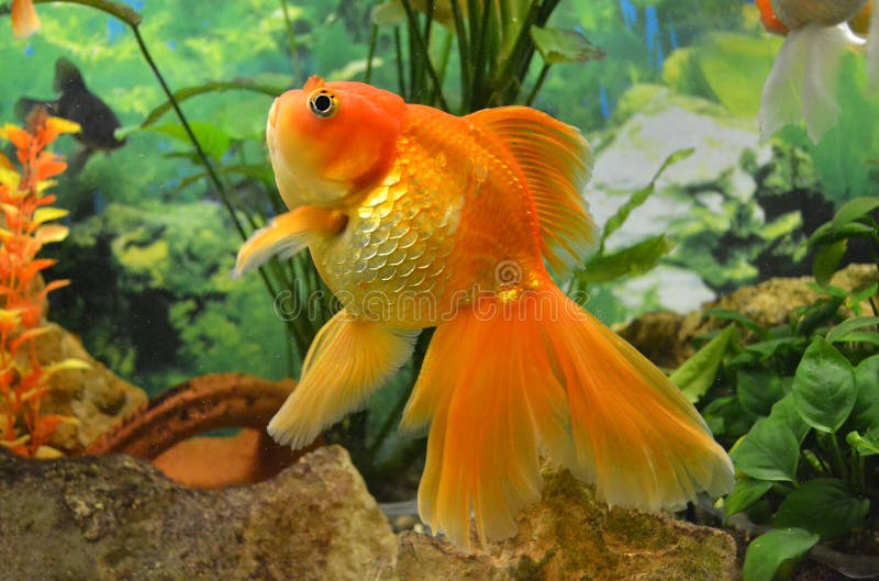 14,394 Photos de Carpe De Poisson Rouge - Photos de stock gratuites et ...