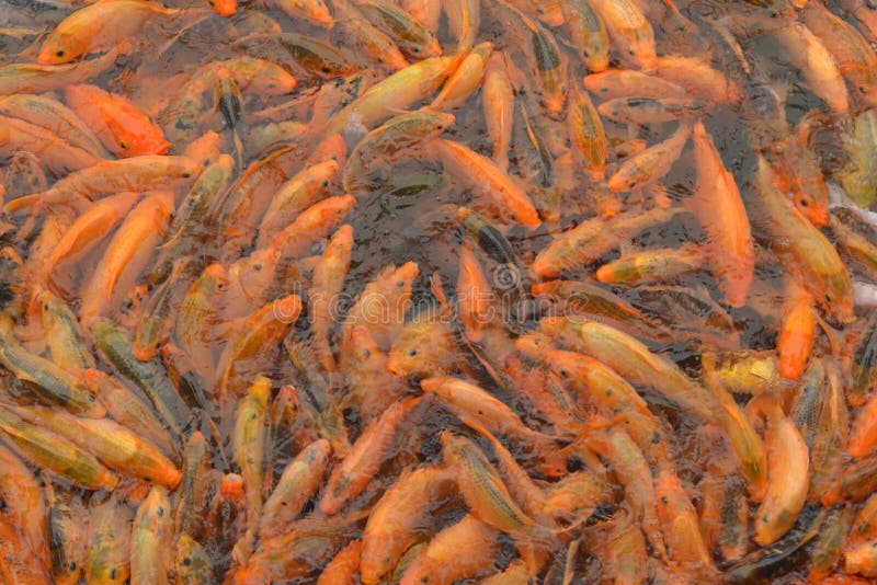 Carpe rouge photo stock. Image du extérieur, réunissez - 60013082