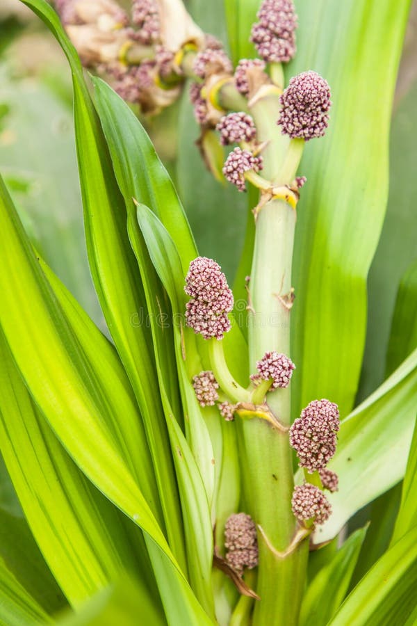 7,580 Carpelo Fotos - Fotos de Stock Gratuitas e Fotos Royalty-Free ...