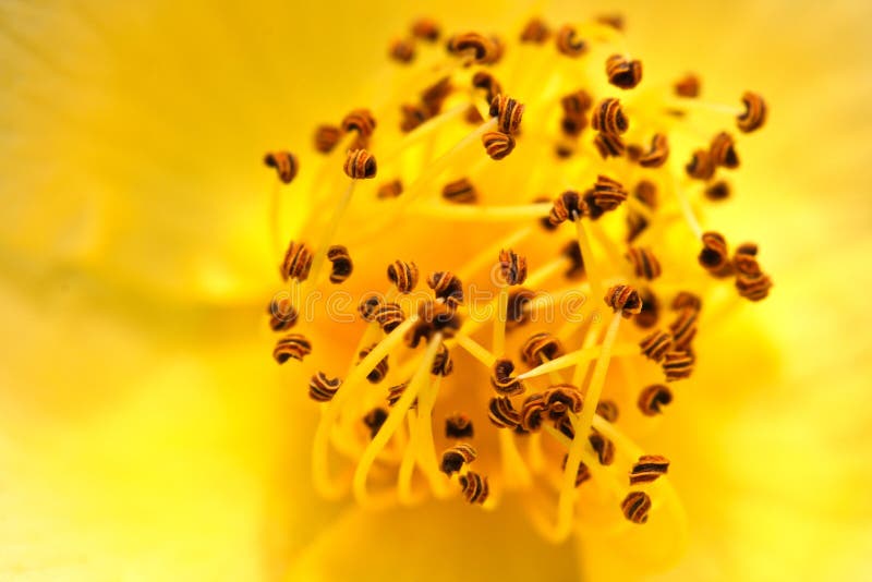 Carpel flower stock photo. Image of macro, pastel, beautiful - 42752034