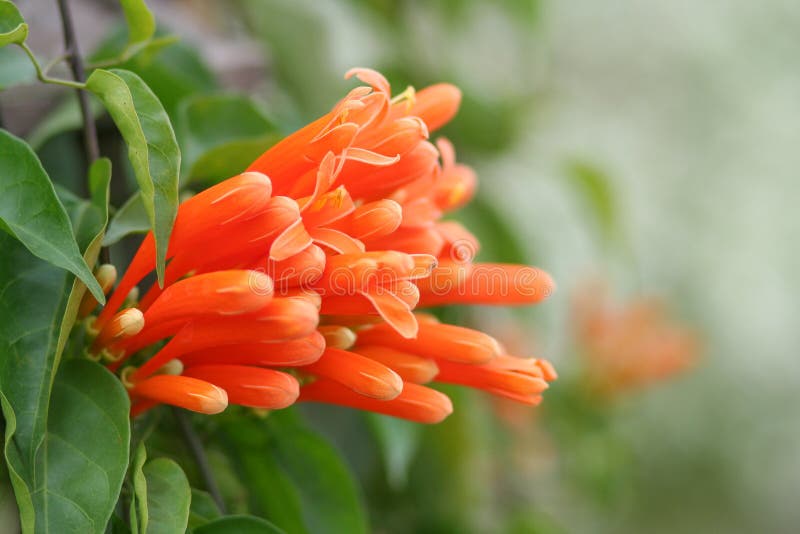 Carpel with orange flowers stock image. Image of beauty - 78786867