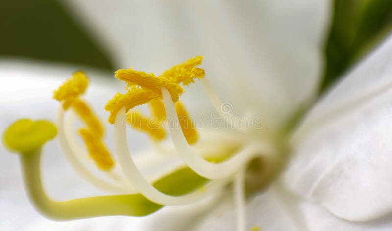 Carpelo foto de archivo. Imagen de cubo, plantas, macro - 29644058