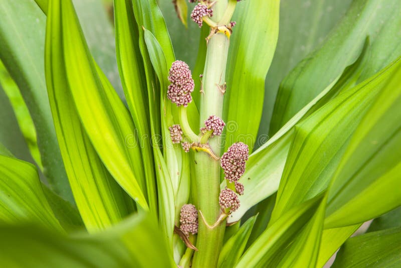 7,483 Carpelo Fotos - Libres de Derechos y Gratuitas de Dreamstime