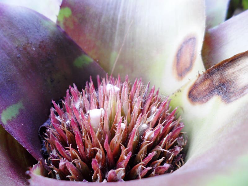 7,483 Carpelo Fotos - Libres de Derechos y Gratuitas de Dreamstime