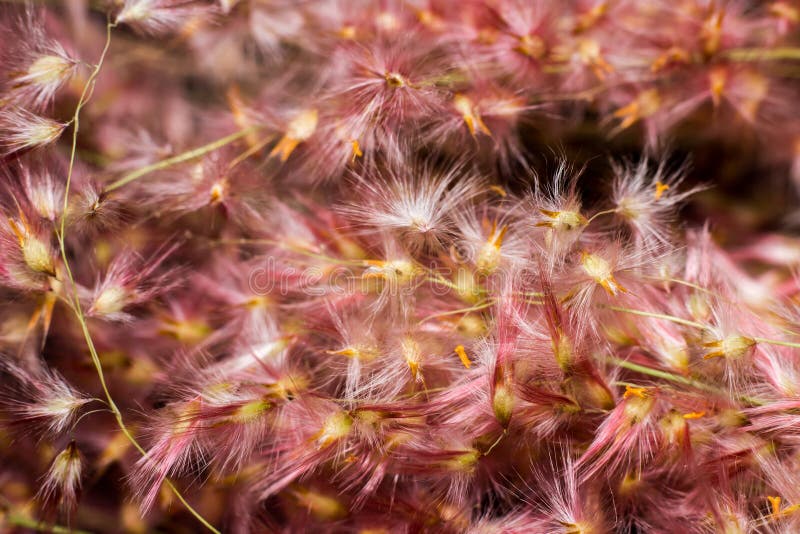 7,483 Carpelo Fotos - Libres de Derechos y Gratuitas de Dreamstime