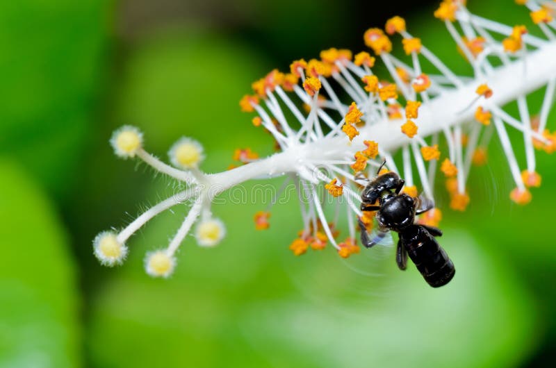 Carpelo Blanco De Las Flores Del Hibisco Foto de archivo - Imagen de ...