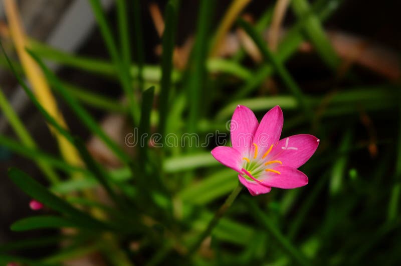 Carpelo Colorido De La Flor De La Hierba Imagen de archivo - Imagen de ...
