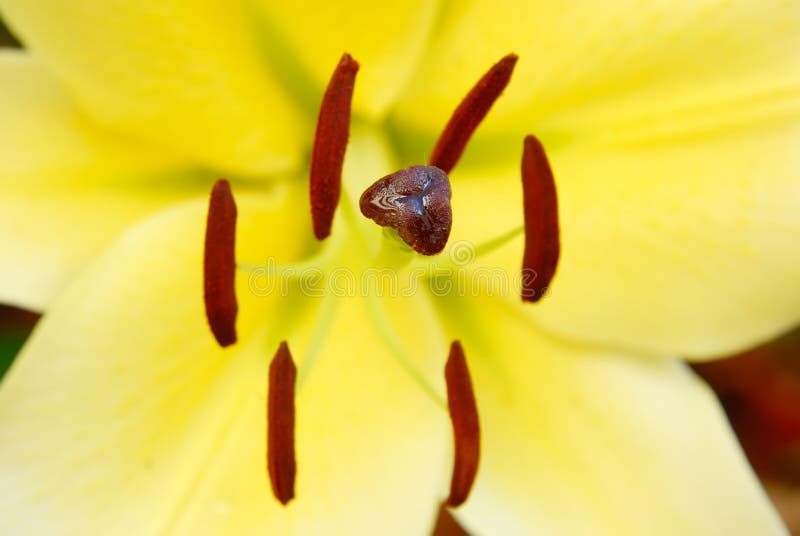 Carpelo de la flor imagen de archivo. Imagen de macro - 39923477