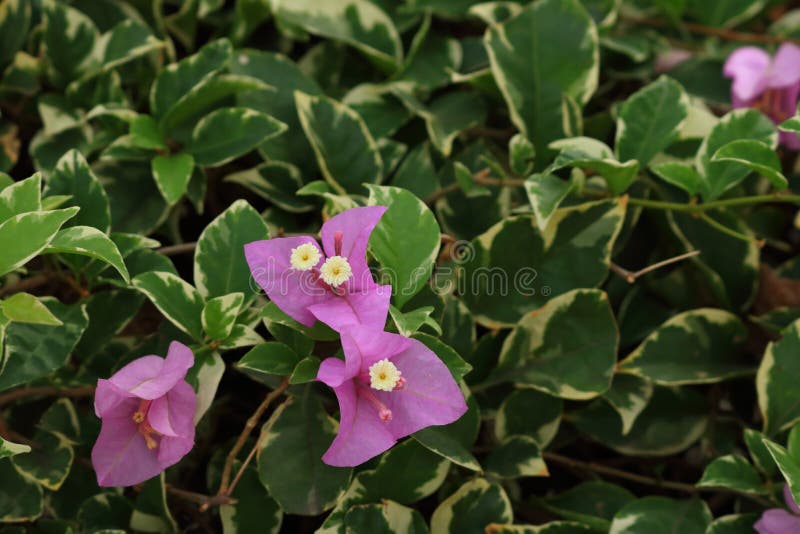 Carpelo Hermoso De La Flor De Papel Foto de archivo - Imagen de polen ...