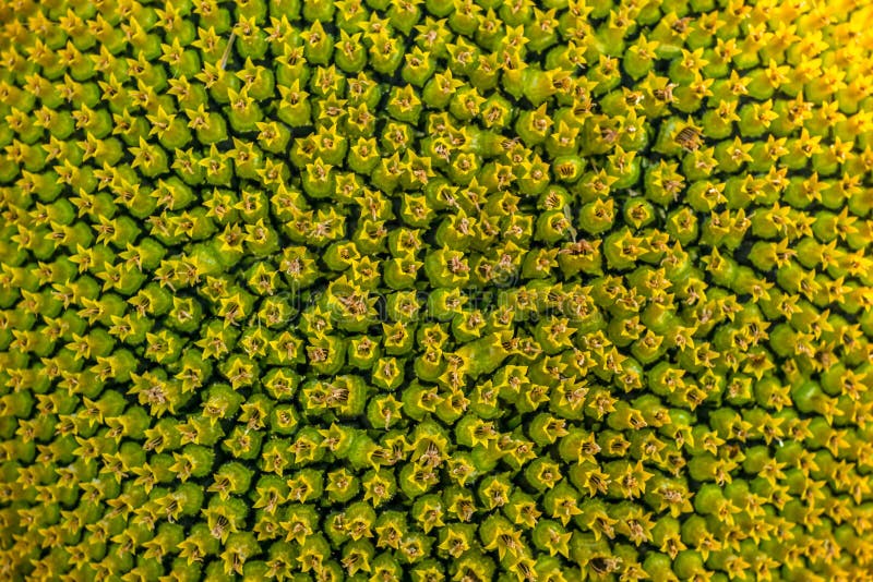 Carpelo Colorido De La Flor De La Hierba Imagen de archivo - Imagen de ...