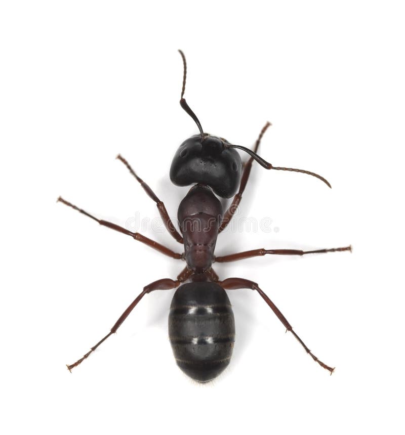 Carpenter Ant Isolated on White Stock Photo - Image of camponotus ...