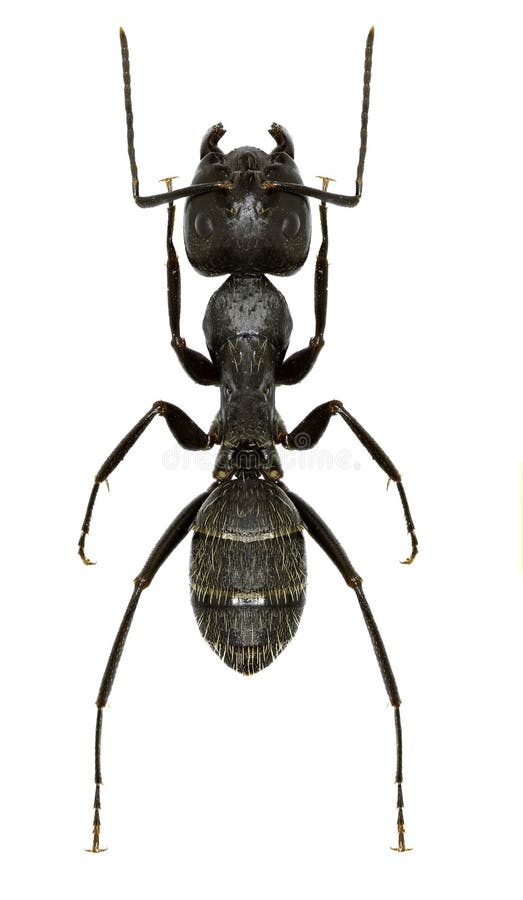 Ant side view stock photo. Image of isolated, antenna - 40692256