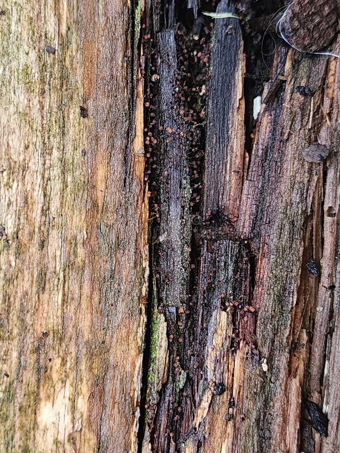 Carpenter ants damage stock image. Image of ants, broken - 344192605