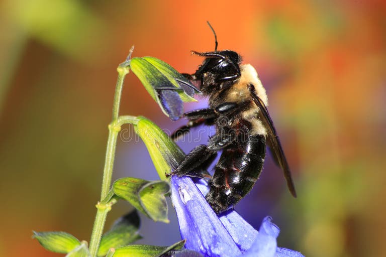 93,206 Bee Colorful Stock Photos - Free & Royalty-Free Stock Photos ...