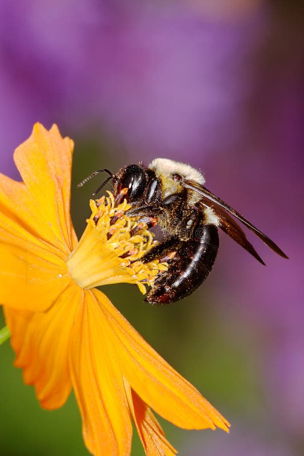 Carpenter Bee stock image. Image of micans, winged, entomology - 29608443