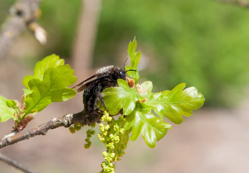 Carpenter Bee on Blossoming Branch of Oak Stock Image - Image of nature ...