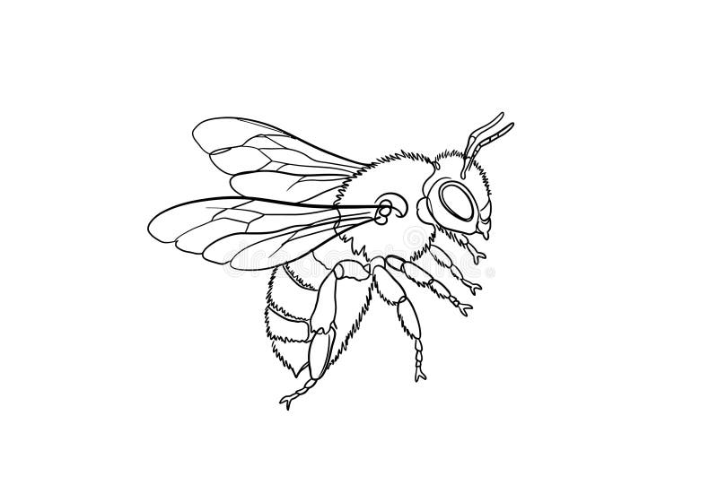 Carpenter bee drawing stock vector. Illustration of drawing - 393967322