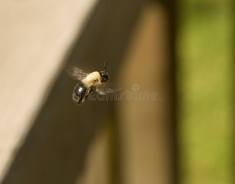 Carpenter bee in flight stock photo. Image of sting, antenna - 780266