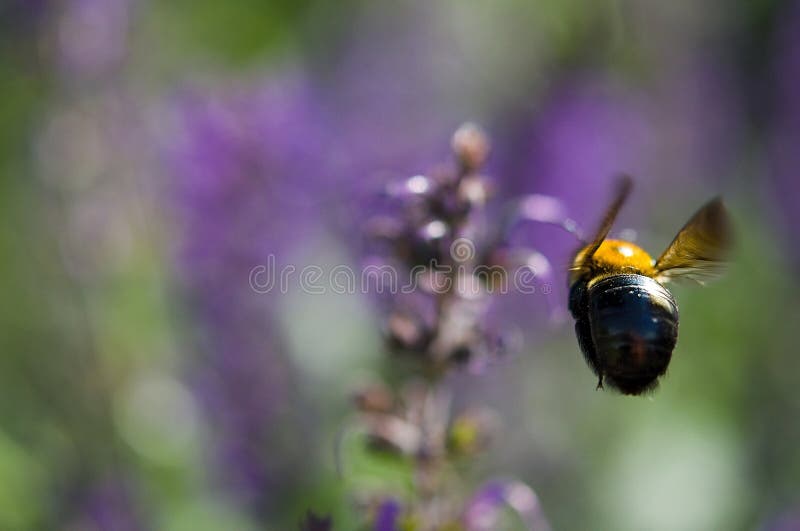 Carpenter Bee in Flight Approaching a Flower Stock Image - Image of ...