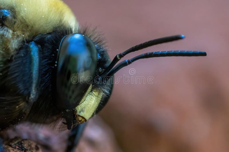 Carpenter bee head macro. stock photo. Image of black - 271066328