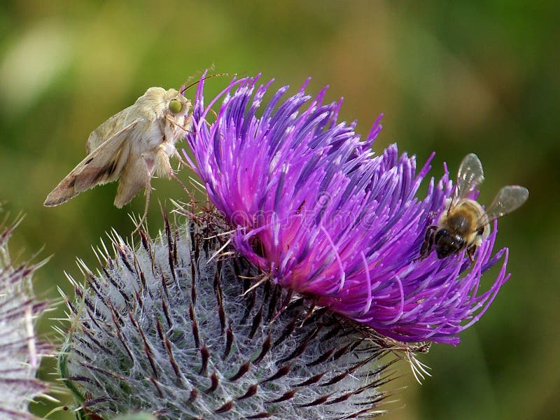 Carpenter-bee stock image. Image of moth, thistle, pollen - 65851173