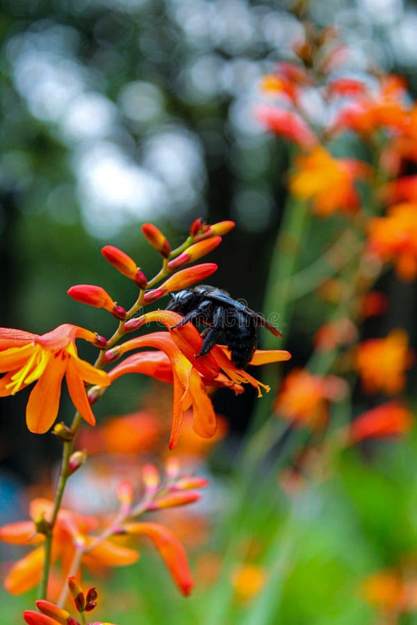 Carpenter Bee Posing on a Flower Stock Image - Image of invertebrate ...