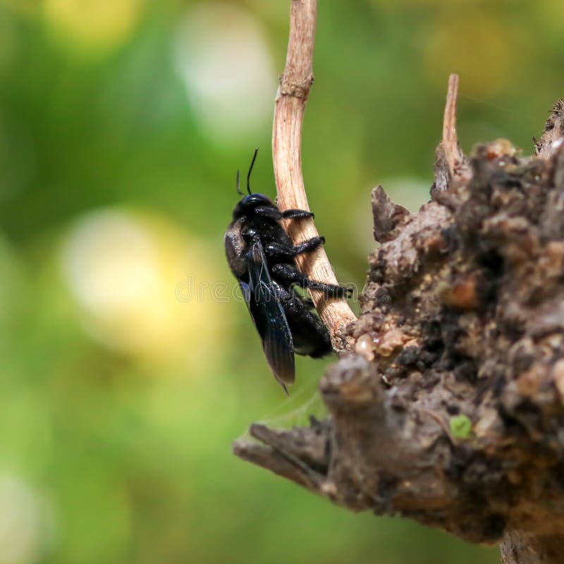 Carpenter bee on the tree stock image. Image of arthropod - 191385469