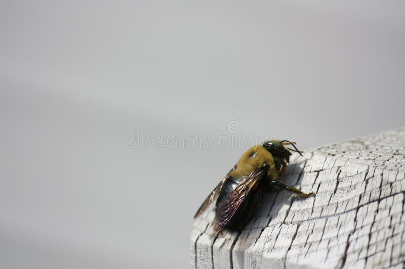 Carpenter Bee on White Wood Post Stock Image - Image of daytime ...