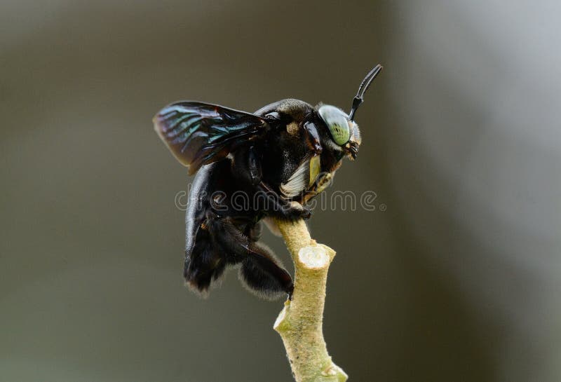 Carpenter Bee Xylocopa Latipes Stock Photo - Image of tropical, outdoor ...