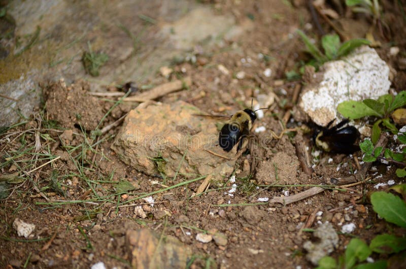 Carpenter Bees Aka Bore Bees Stock Photo - Image of drill, bother ...