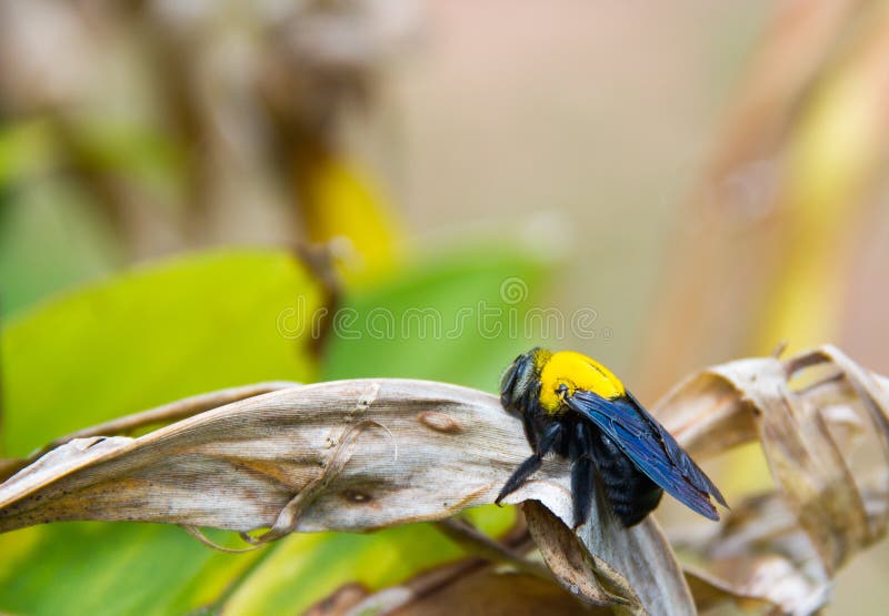 Carpenter bees stock image. Image of macro, pollen, bumblebees - 97360169