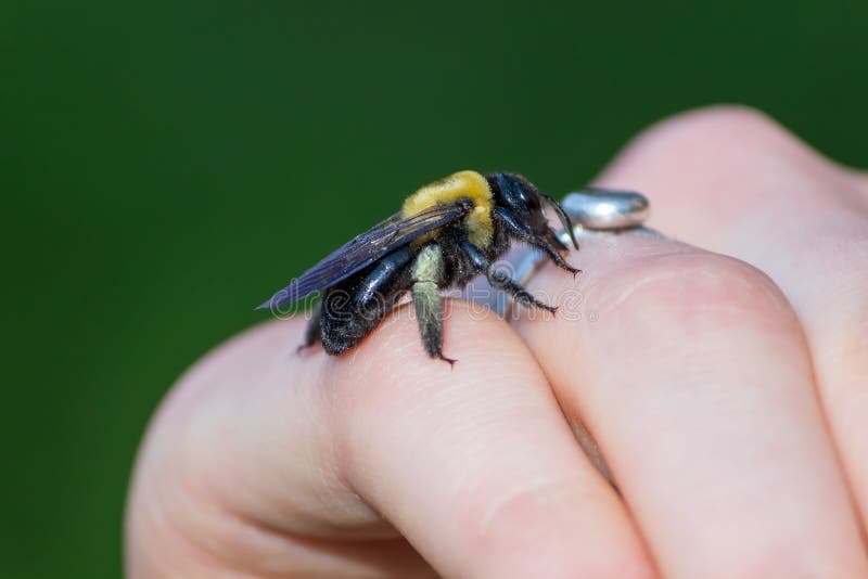 Carpenter Bumble Bee Sitting on a Hand Stock Photo - Image of honey ...