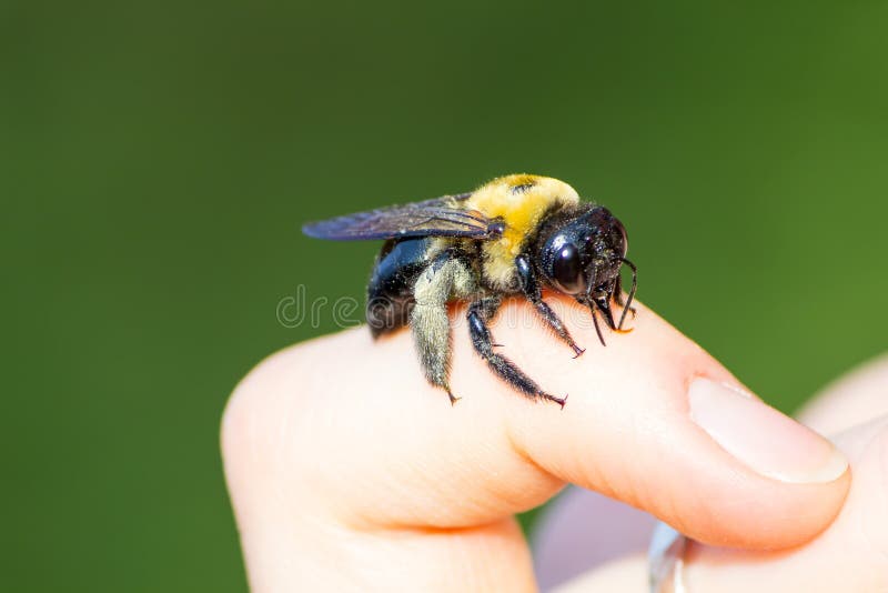 Carpenter Bumble Bee Sitting on a Hand Stock Photo - Image of licking ...