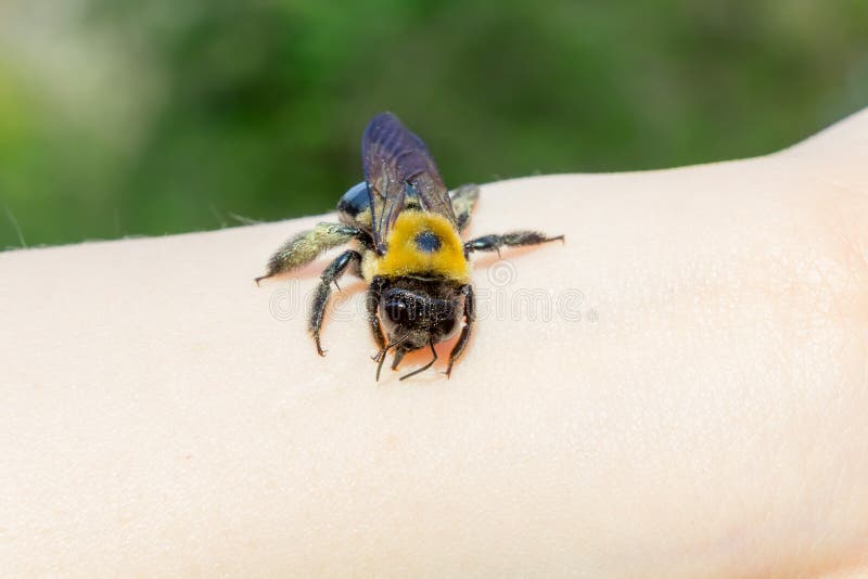 Carpenter Bumble Bee Sitting on a Hand Stock Photo - Image of hair ...