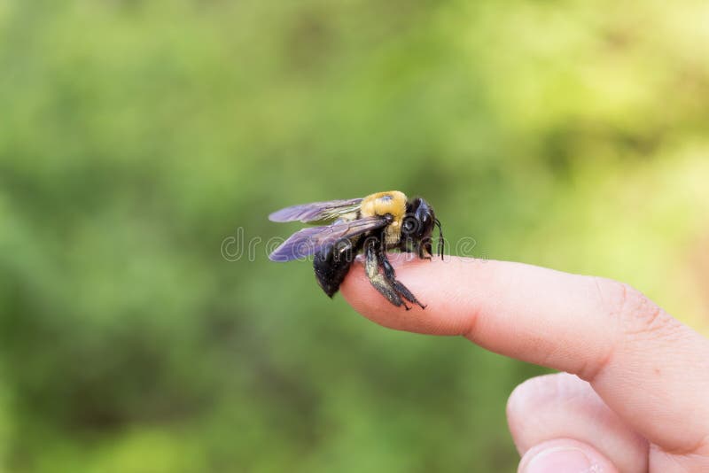 Carpenter Bumble Bee Sitting on a Hand Stock Photo - Image of hair ...
