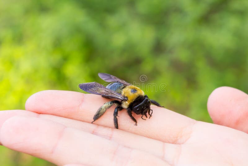 Carpenter Bumble Bee Sitting on a Hand Stock Image - Image of alergies ...