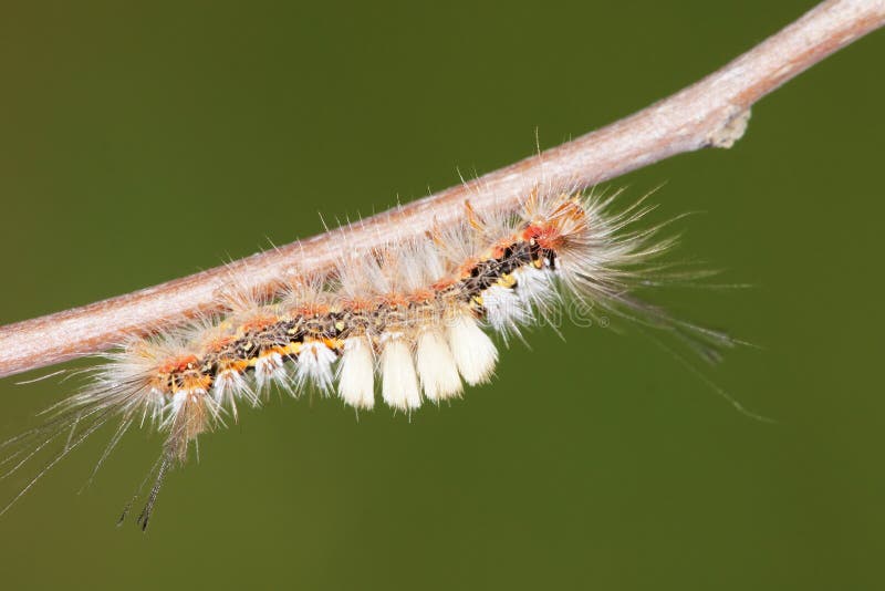 Carpenter worm stock photo. Image of branch, larva, caterpillar - 54784252