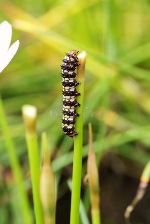 Carpenterworm stock image. Image of harmful, plant, flower - 15805061