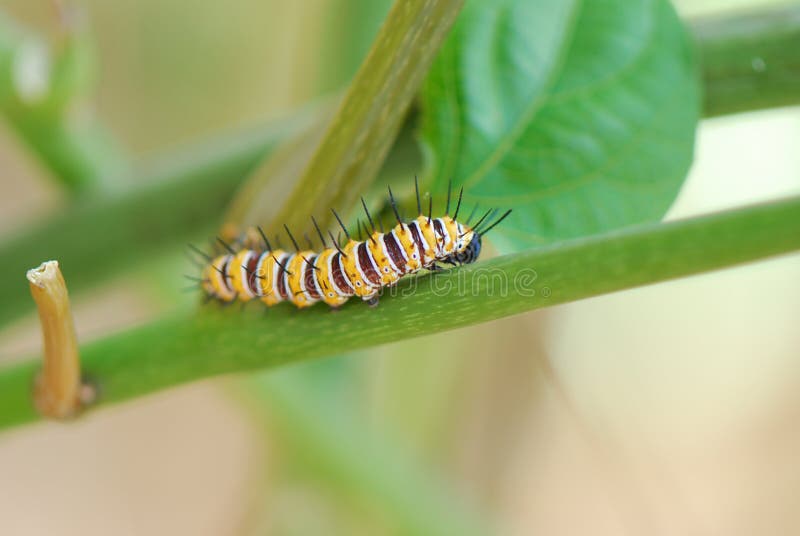Carpenterworm stock photo. Image of insect, black, details - 32479452