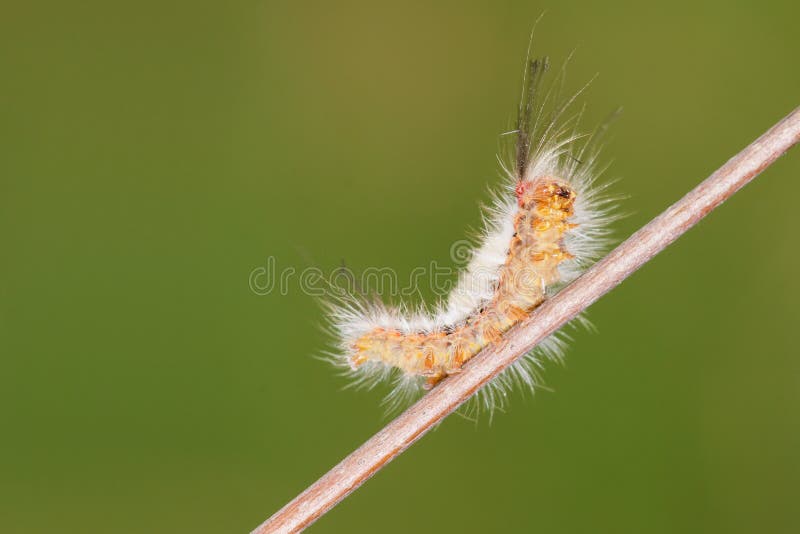 Carpenterworm stock photo. Image of insect, black, details - 32479452