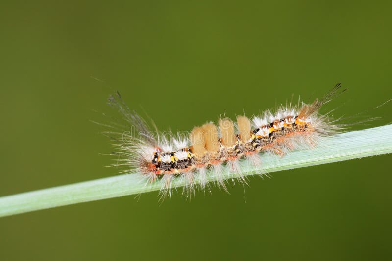 148 Carpenterworm Stock Photos - Free & Royalty-Free Stock Photos from ...