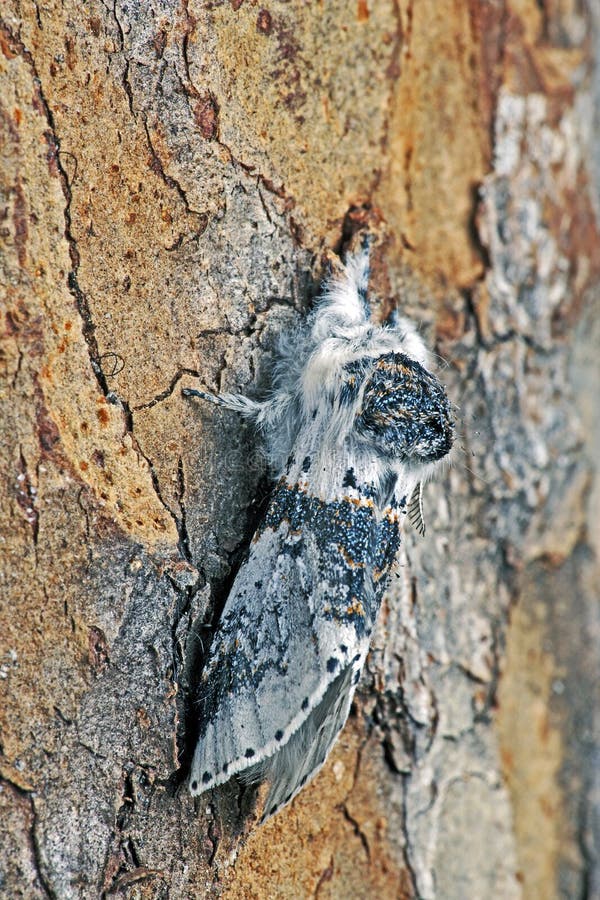 Prionoxystus Robiniae - the Carpenterworm Moth or Locust Borer, is a ...