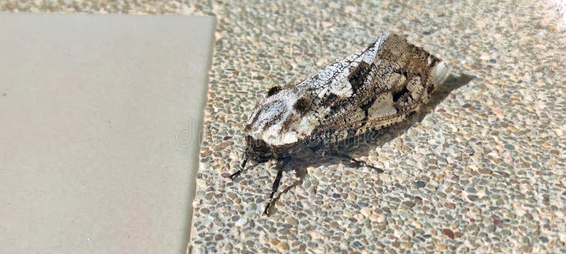 Carpenterworm Moth or Locust Borer, is a Moth of the Family Cossidae ...