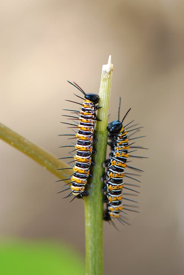 Carpenterworm stock photo. Image of details, plant, creeping - 32019916